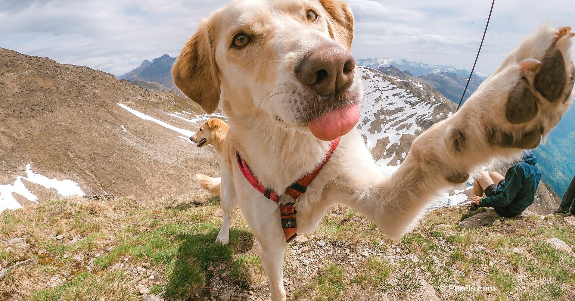 5 Simple and Quick Tricks to Teach Your Dog - Epic dogs tales