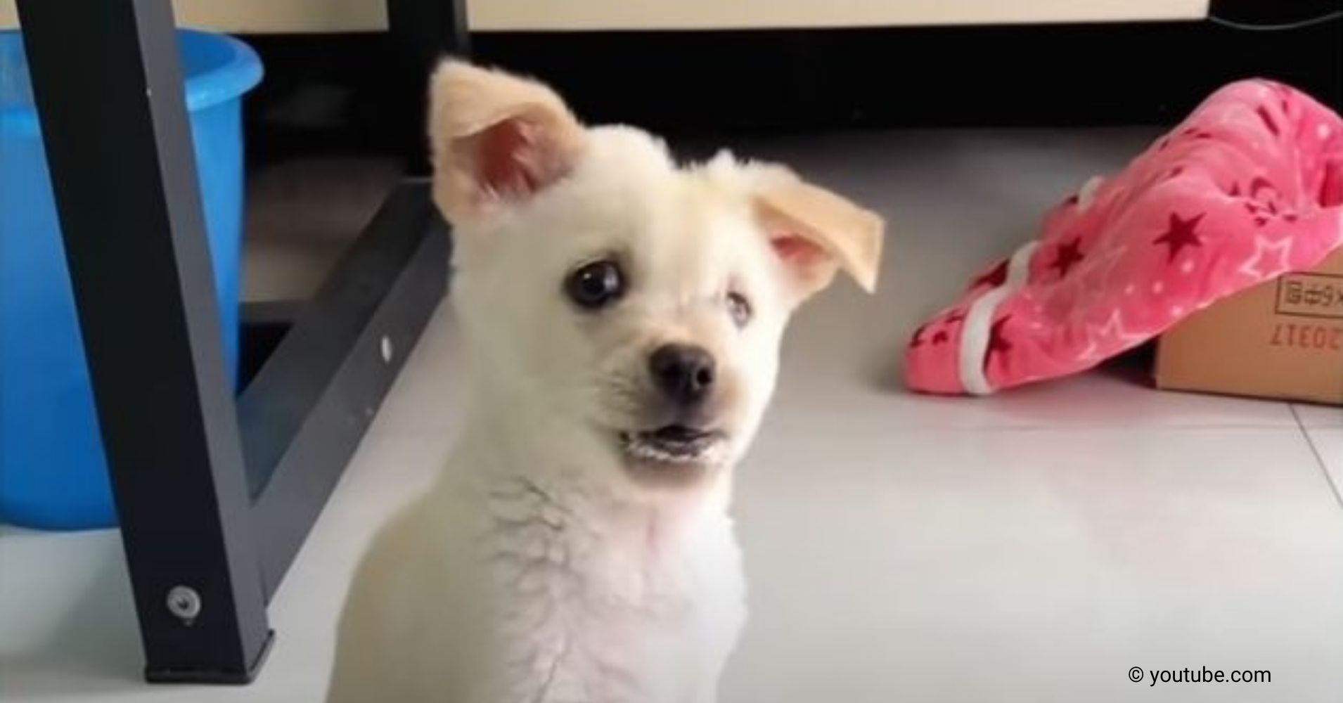 Puppy Beaten and Injured, Starving, Curling up in the box and Crying - Epic dogs tales