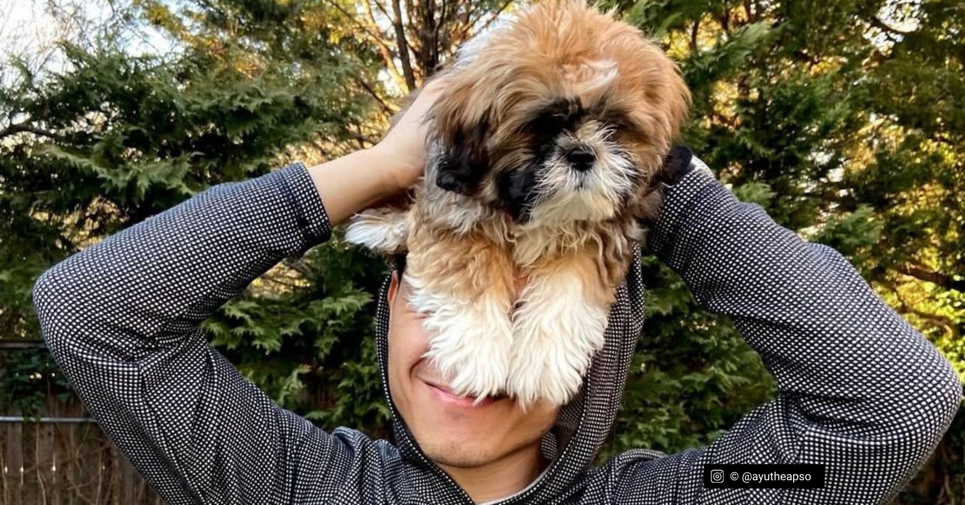 The Ultimate Guide to Lhasa Apso Prices: What to Expect and Plan For - Epic dogs tales