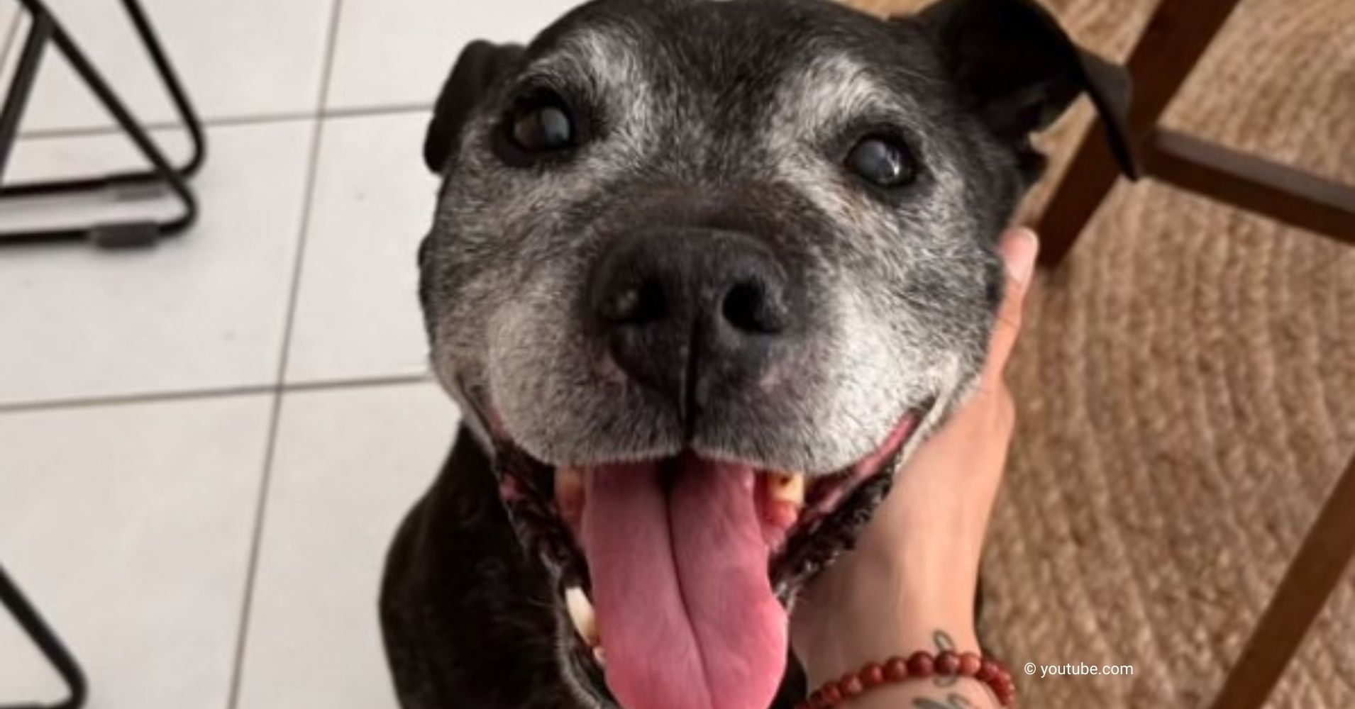 Woman Finds an Unusual Visitor at Her Door—And He Keeps Coming Back - Epic dogs tales