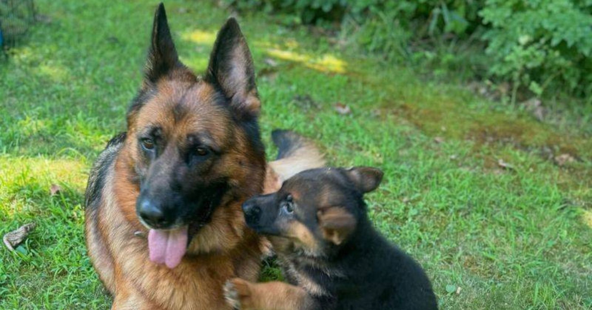 26 Dog Breeds That Undergo Stunning Transformations from Puppy to Adult - Epic dogs tales