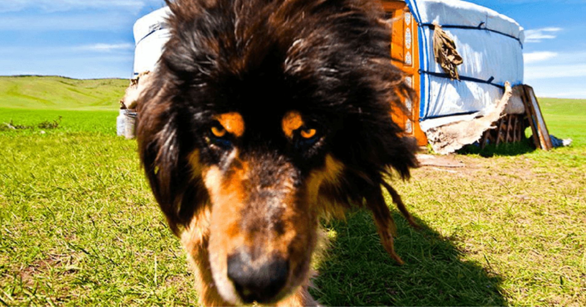 13 Newly Recognized Dog Breeds and 6 That Didn’t Get Approved - Epic dogs tales