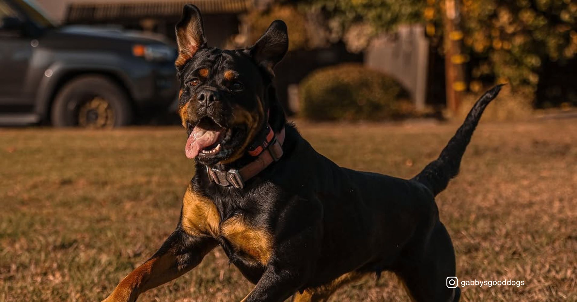 26 Dog Breeds That Bring Joy and Warmth Like Sunshine on Four Paws - Epic dogs tales