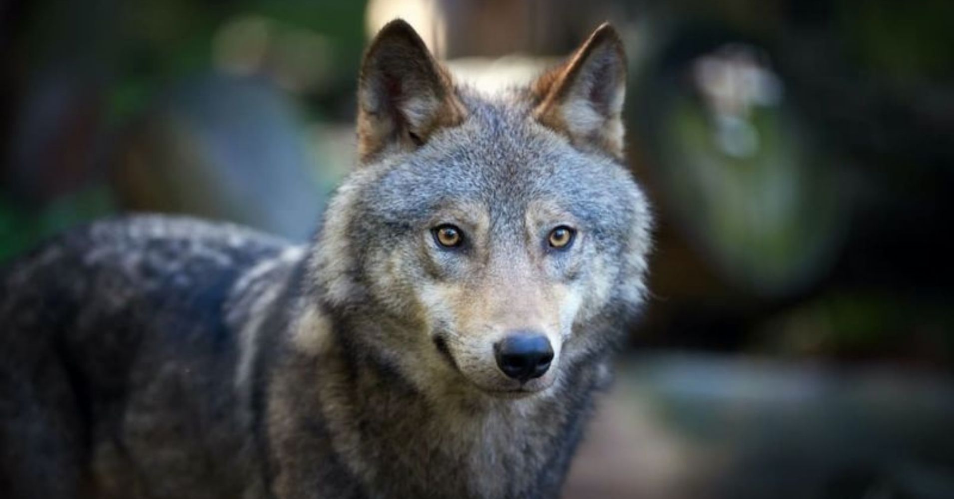 27 Dog Breeds That Mirror Wolves in Appearance and Nature - Epic dogs tales