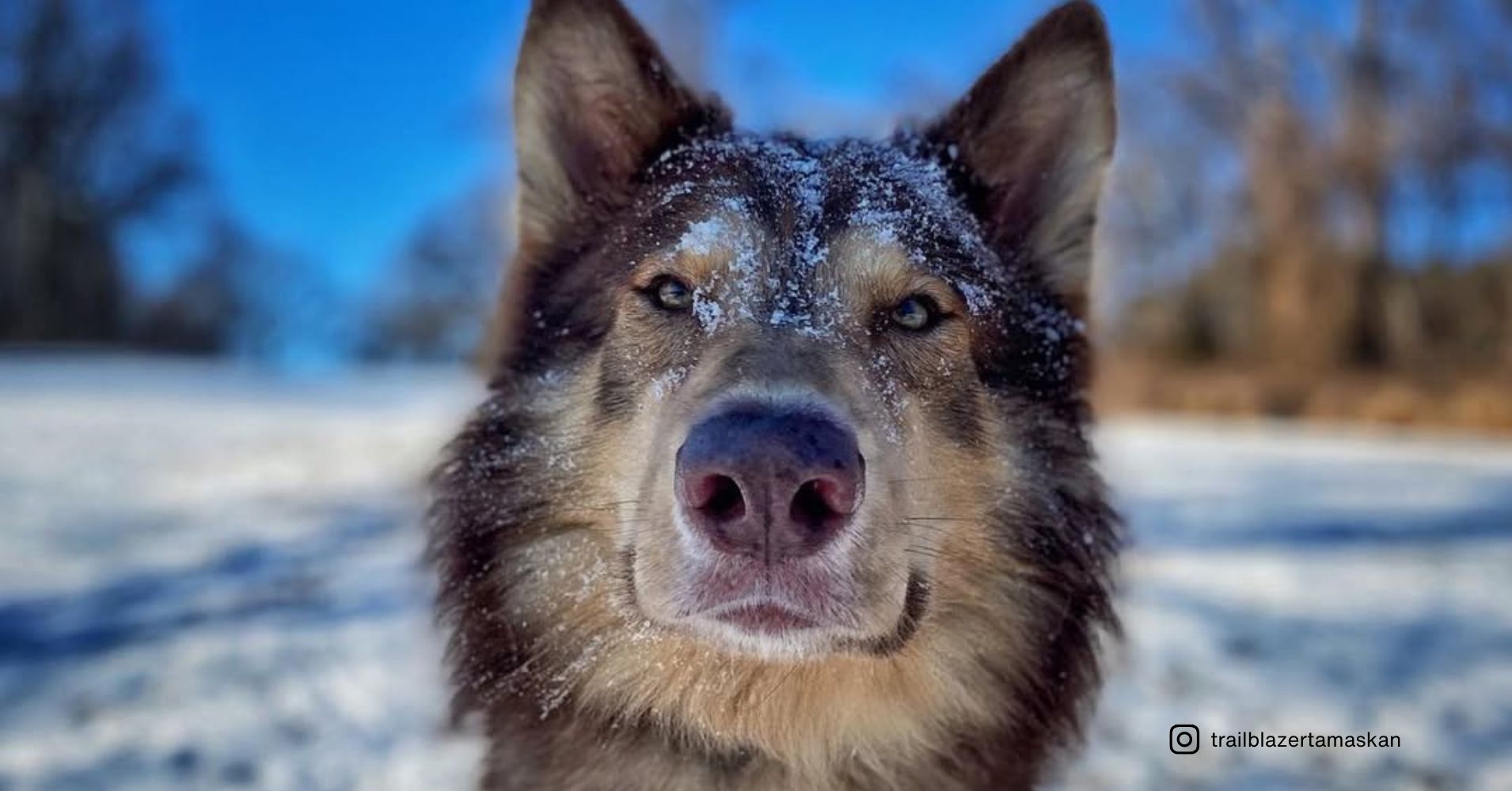 Native American Indian Dog: A Complete Guide to This Unique Breed - Epic dogs tales