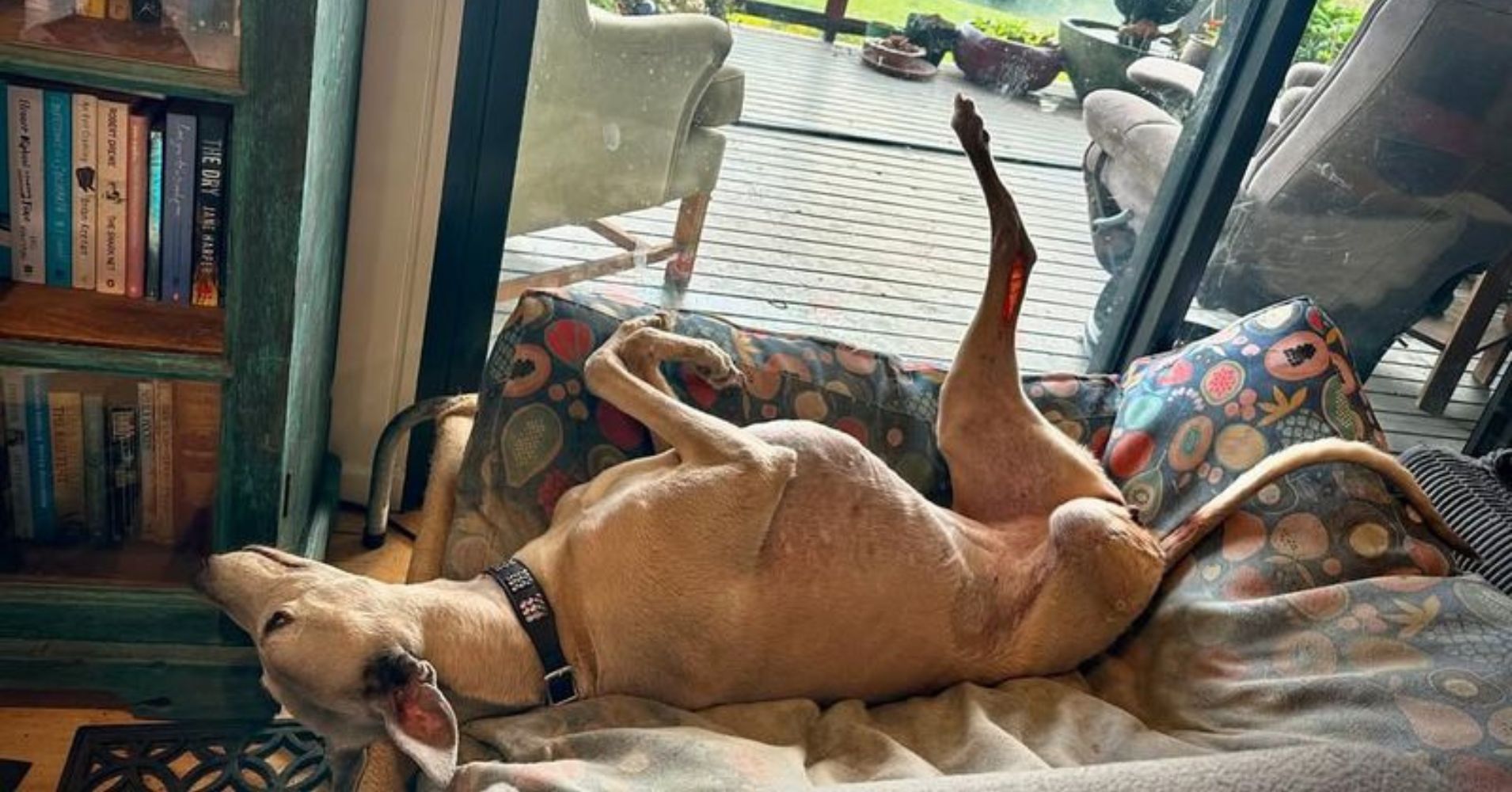 The 10 Most Relaxed Dog Breeds That Make the Ultimate Couch Potato Companions - Epic dogs tales