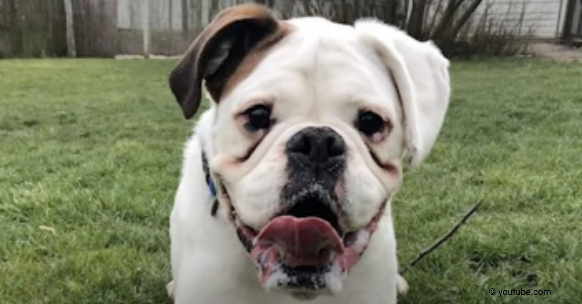 Boxer Tied To Pole Stared At Passersby Hoping His Owner Was Among Them ...