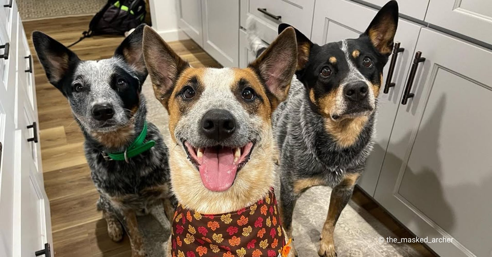 10 Astonishing Facts About Australian Cattle Dogs - Epic dogs tales