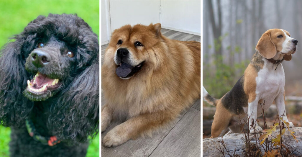 10 Dog Breeds Known for Strong Territorial Instincts (and 10 That Are ...