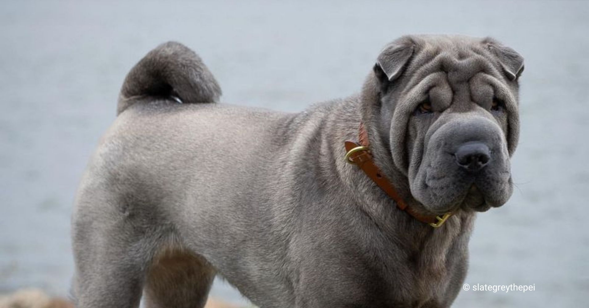 10 Dog Breeds Known for Their Remarkable Independence - Epic dogs tales