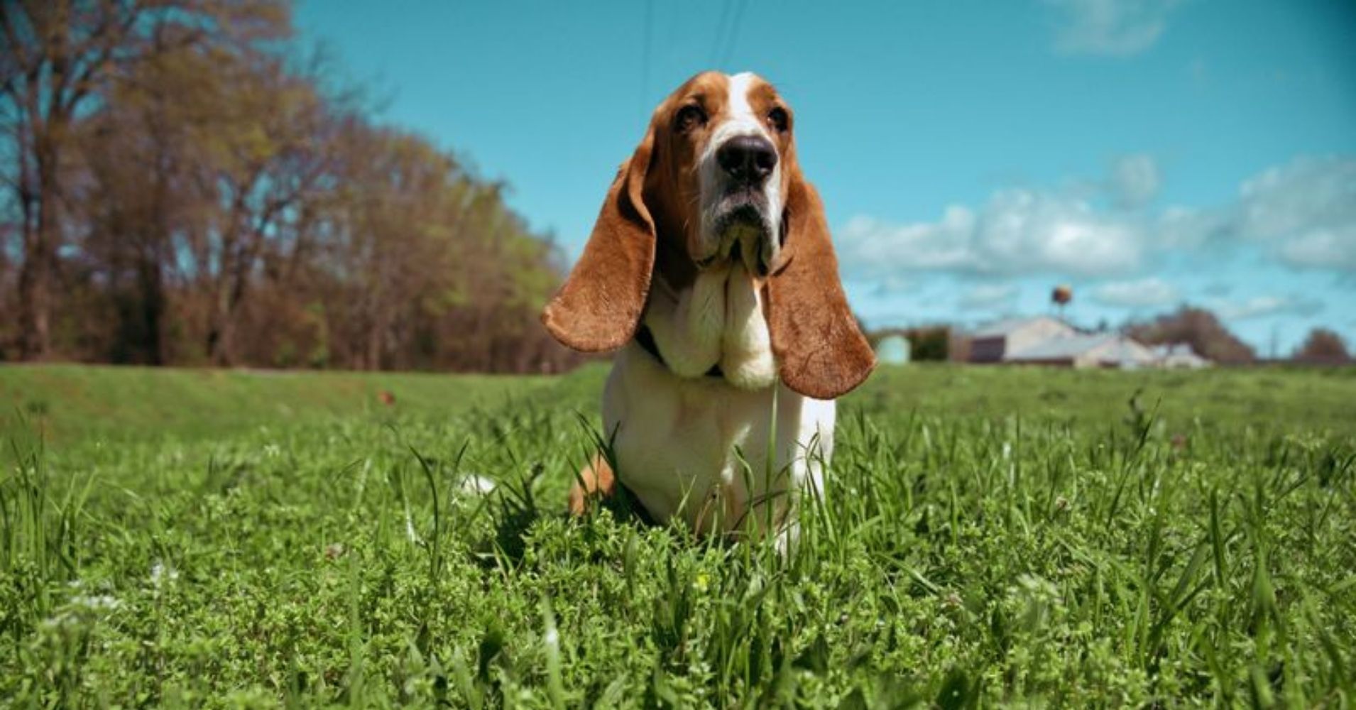 11 Low-Maintenance Dog Breeds for Busy People - Epic dogs tales