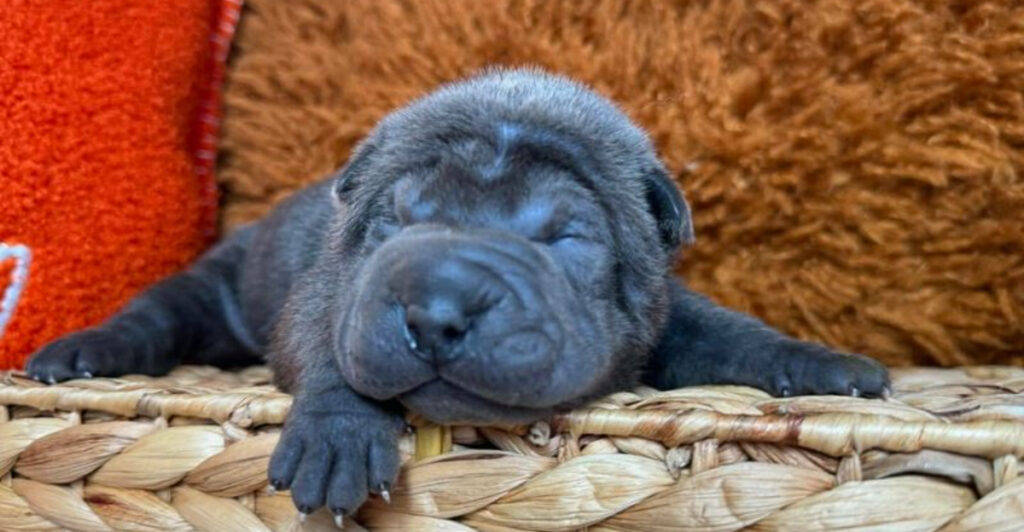 10 Stunning Blue Dog Breeds That Will Leave You in Awe - Epic dogs tales