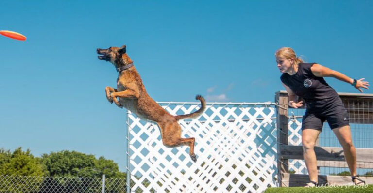 12 Dog Breeds with the Highest Jumps Around the World - Epic dogs tales