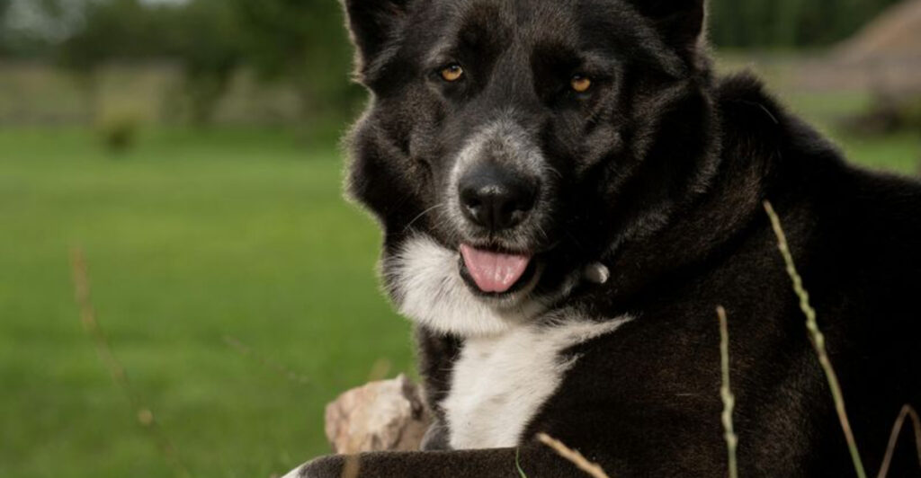 12 Rare Dog Breeds You’ve Probably Never Heard Of - Epic dogs tales