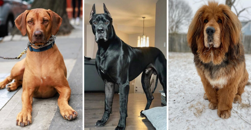 13 Courageous Dog Breeds That Fiercely Protect Their Families - Epic ...