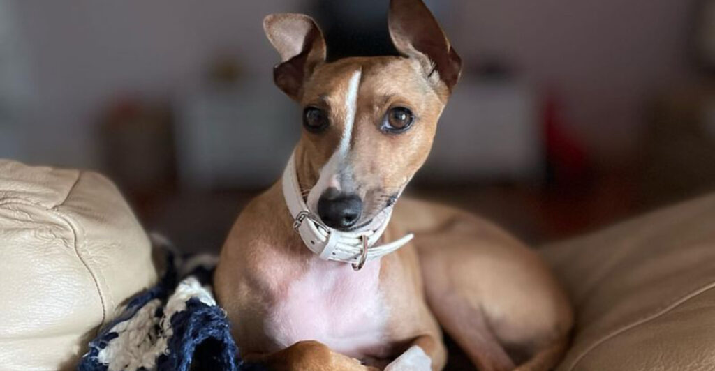 16 Calm and Peaceful Dog Breeds Perfect for a Tranquil Life - Epic dogs ...