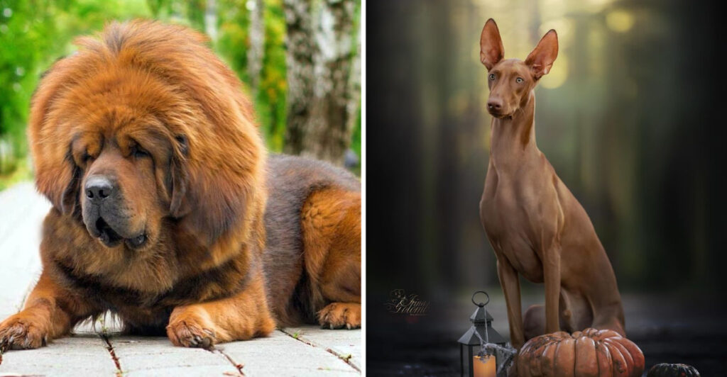 8 Dog Breeds That Resemble Magical Mythical Creatures - Epic dogs tales
