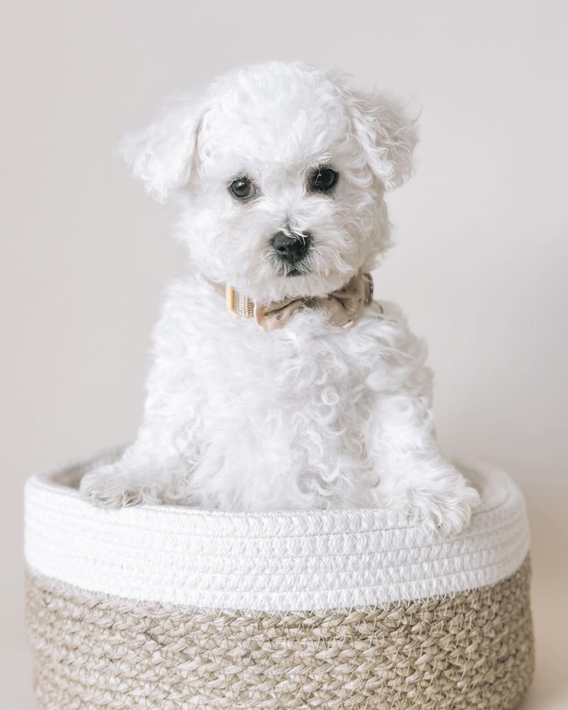 Top 10 Easy Small Dog Breeds That Are Great for Seniors - Epic dogs tales