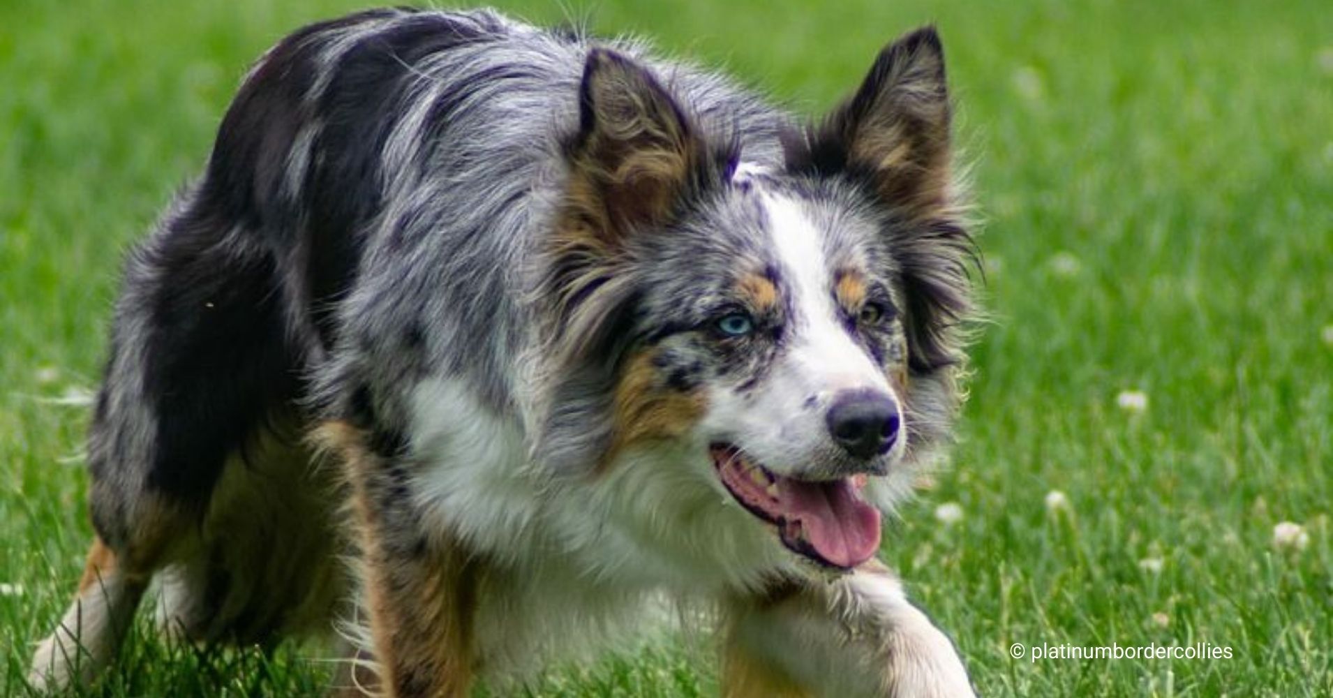 Data Shows: The 12 Most Challenging Dog Breeds to Handle - Epic dogs tales