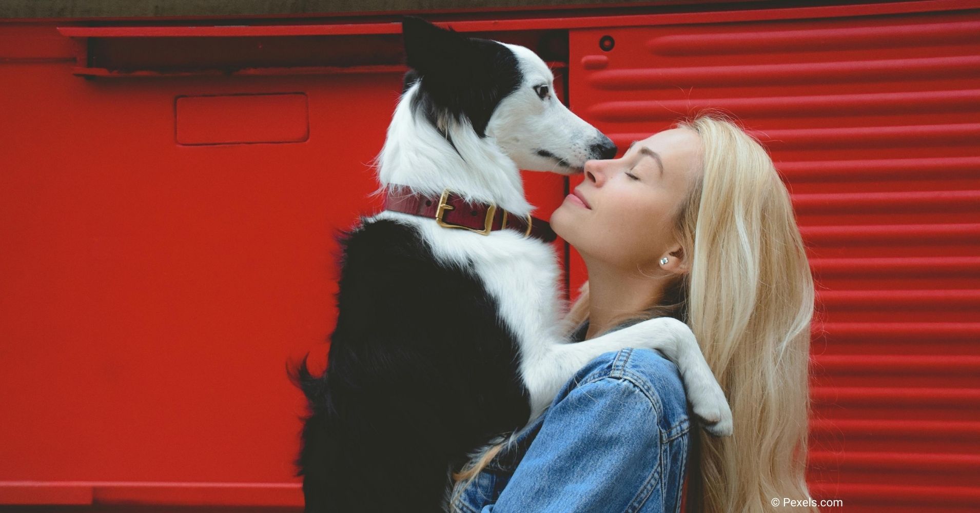 Does Your Dog Really Like You? Signs Your Pup Adores You - Epic dogs tales