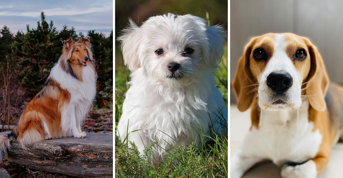 Dog Breeds That Excel at Keeping the Peace - Epic dogs tales