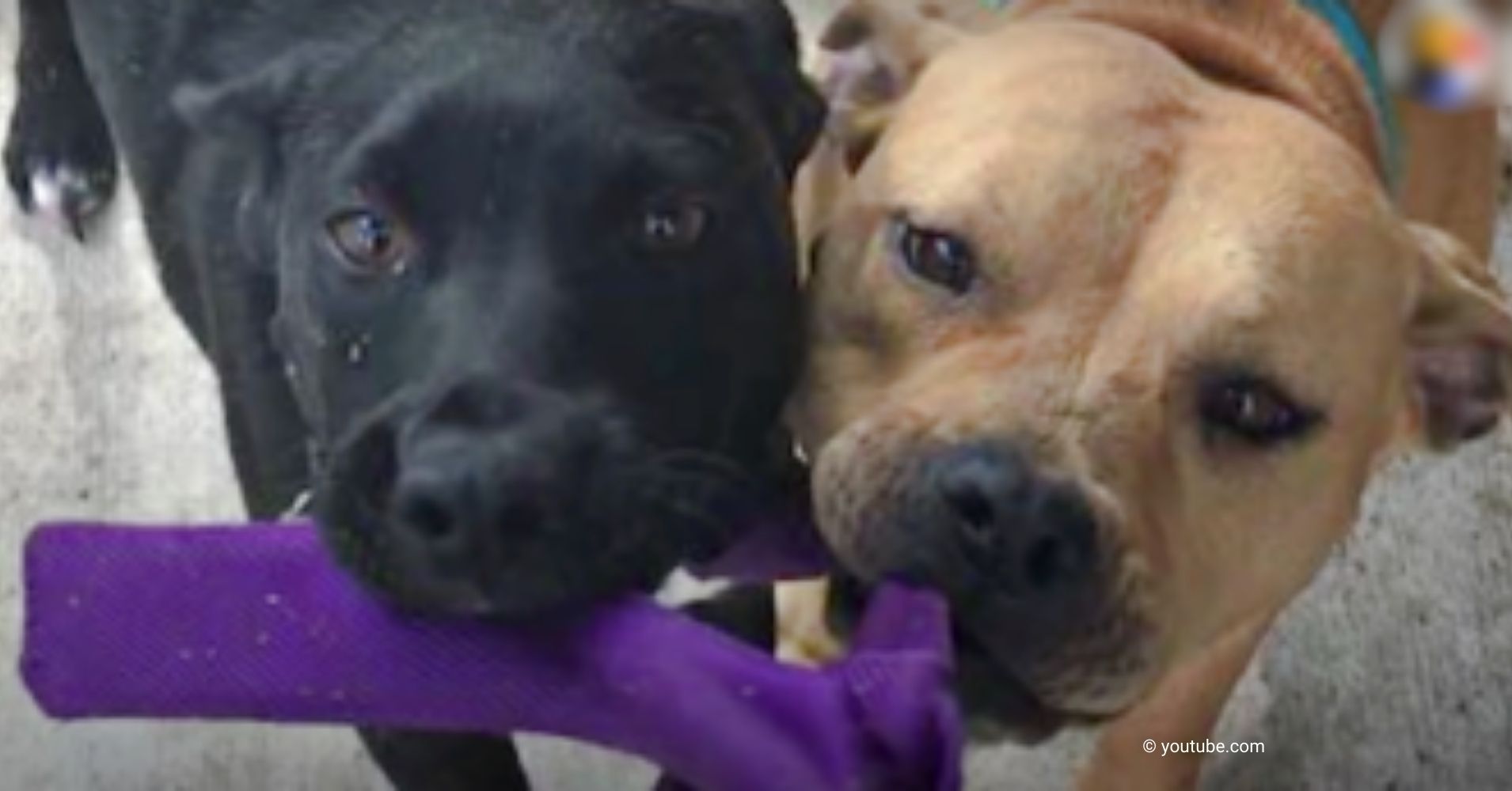 Dogs Huddled Together In Shelter After Owner Left Them Without ...