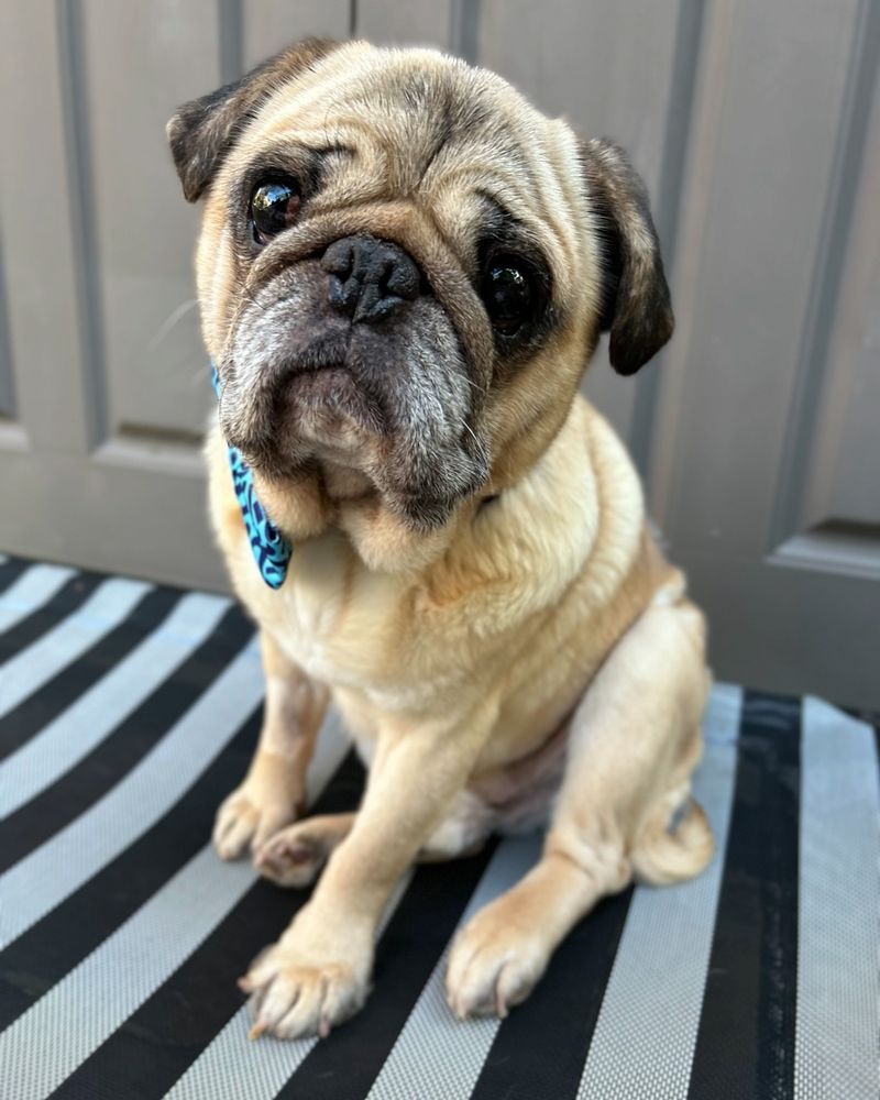 Top 10 Easy Small Dog Breeds That Are Great for Seniors - Epic dogs tales