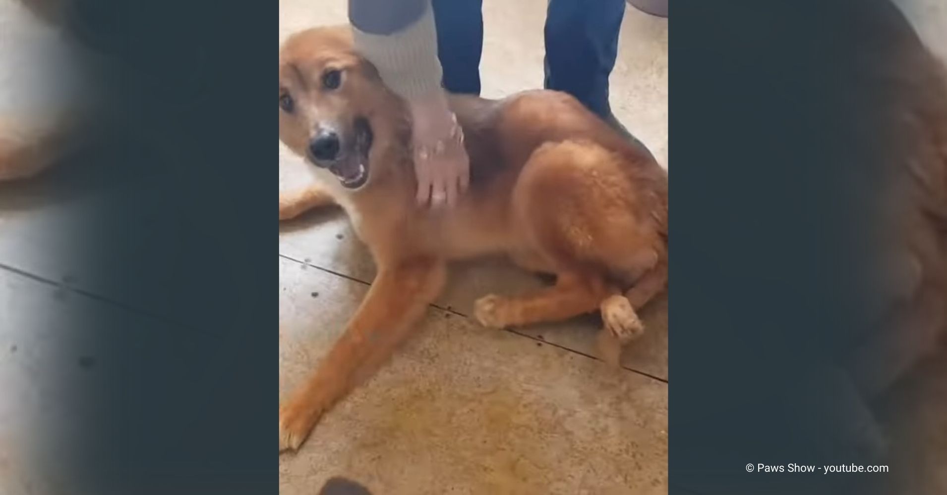 Puppy Wanders Door to Door Searching for Help Until He Finds Someone ...