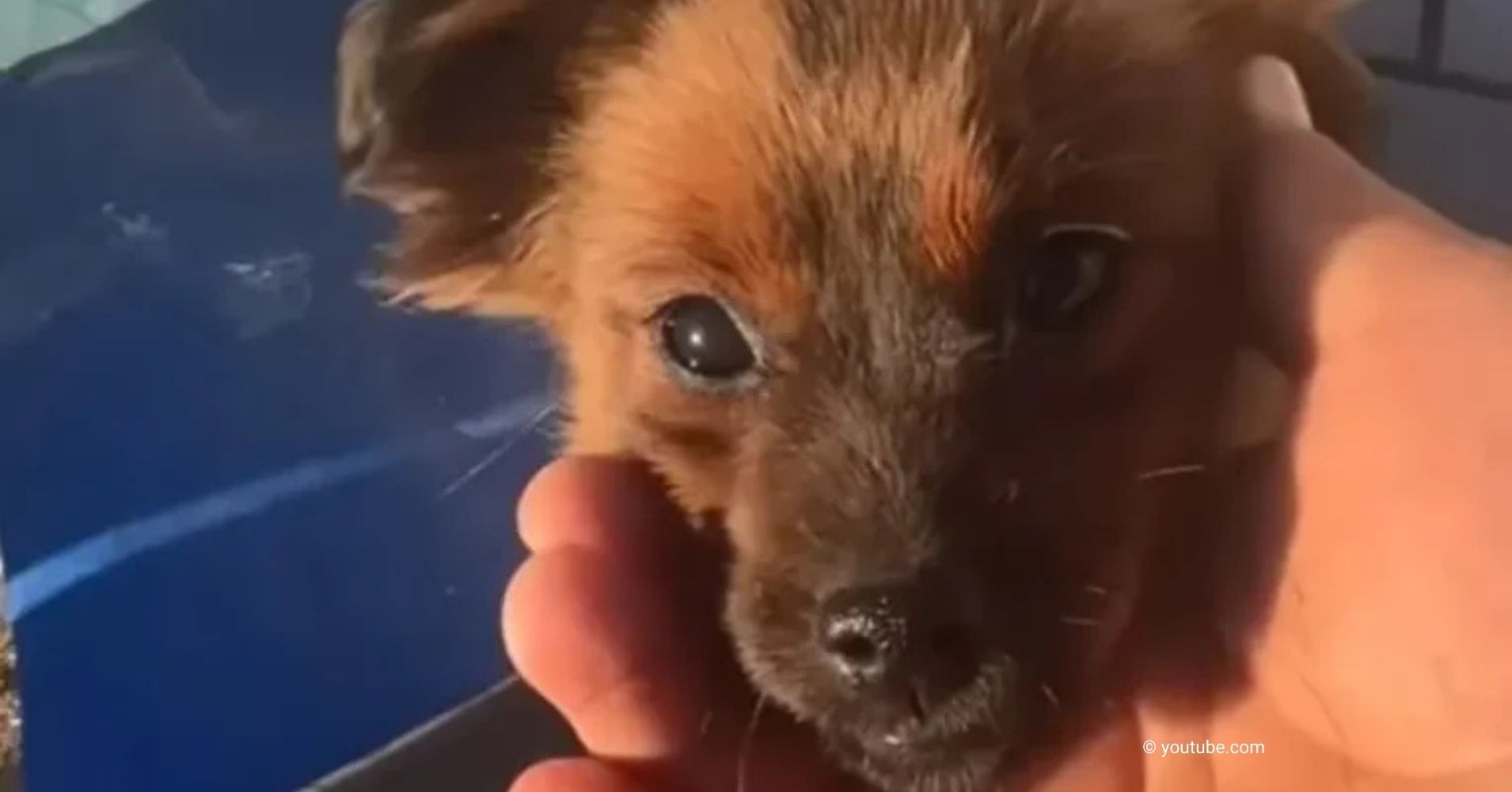 Puppy’s Heartbreak Turns to Joy After Meeting Someone Special - Epic ...