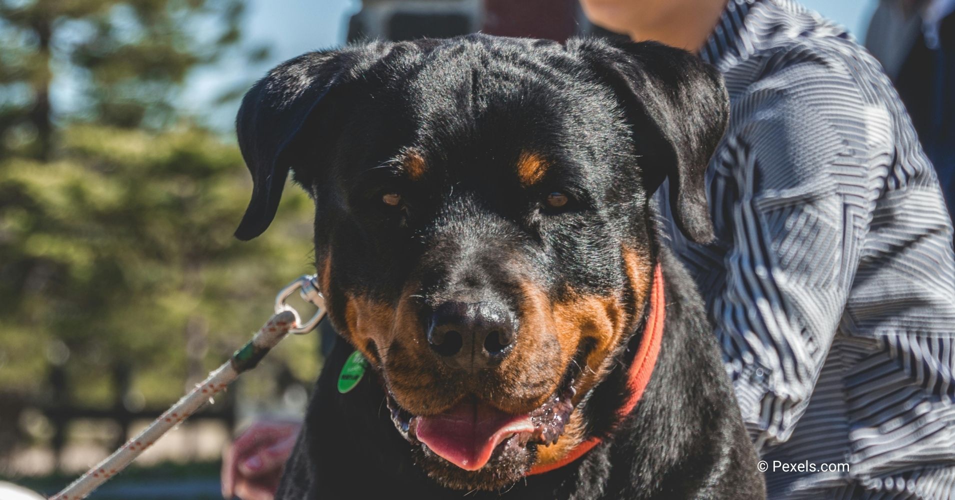 Rottweiler Price: The True Cost of Owning These Majestic Guardians ...