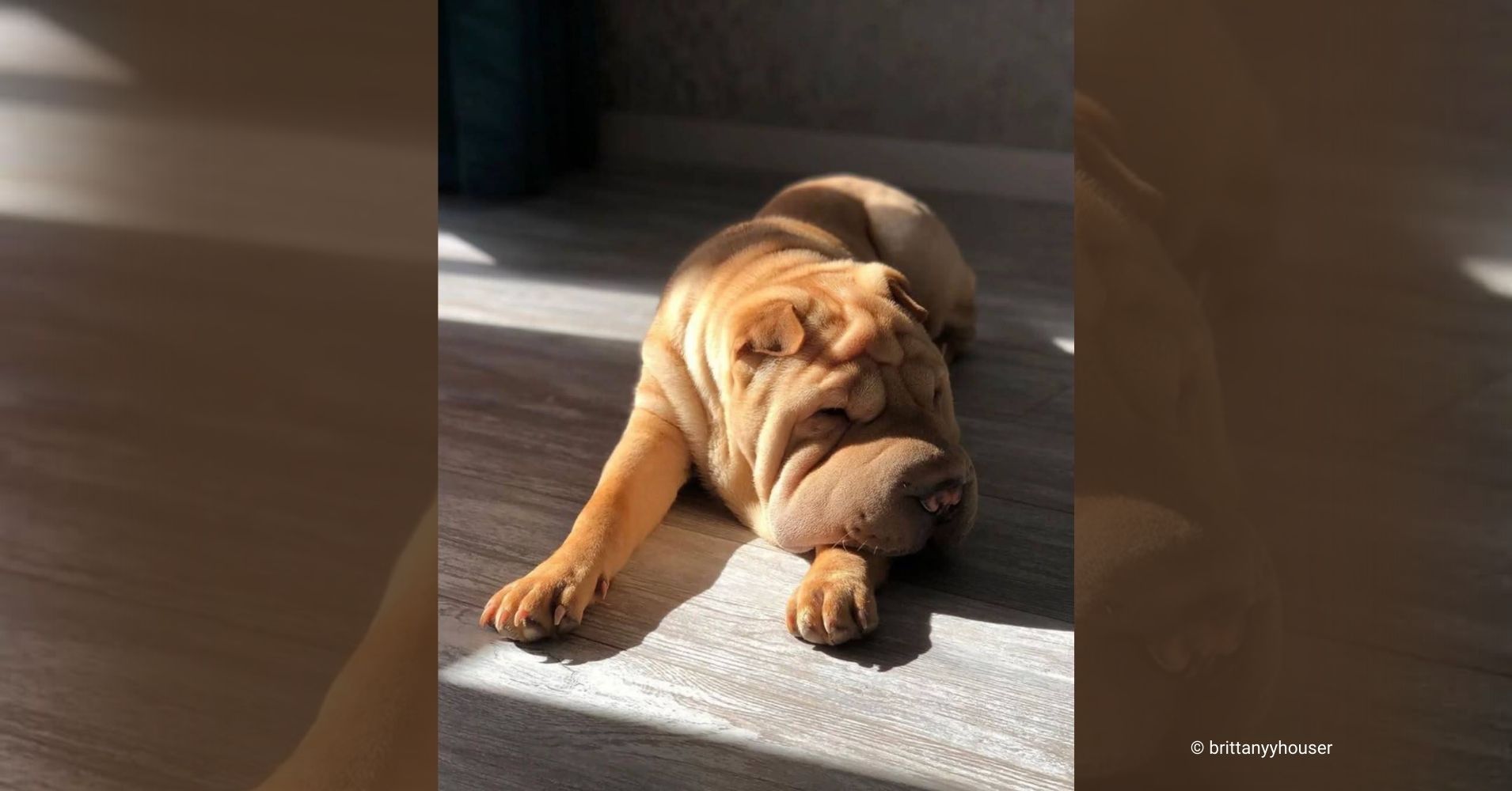 Shar-Pei Cost: Is This Wrinkly Companion Worth the Price? - Epic dogs tales