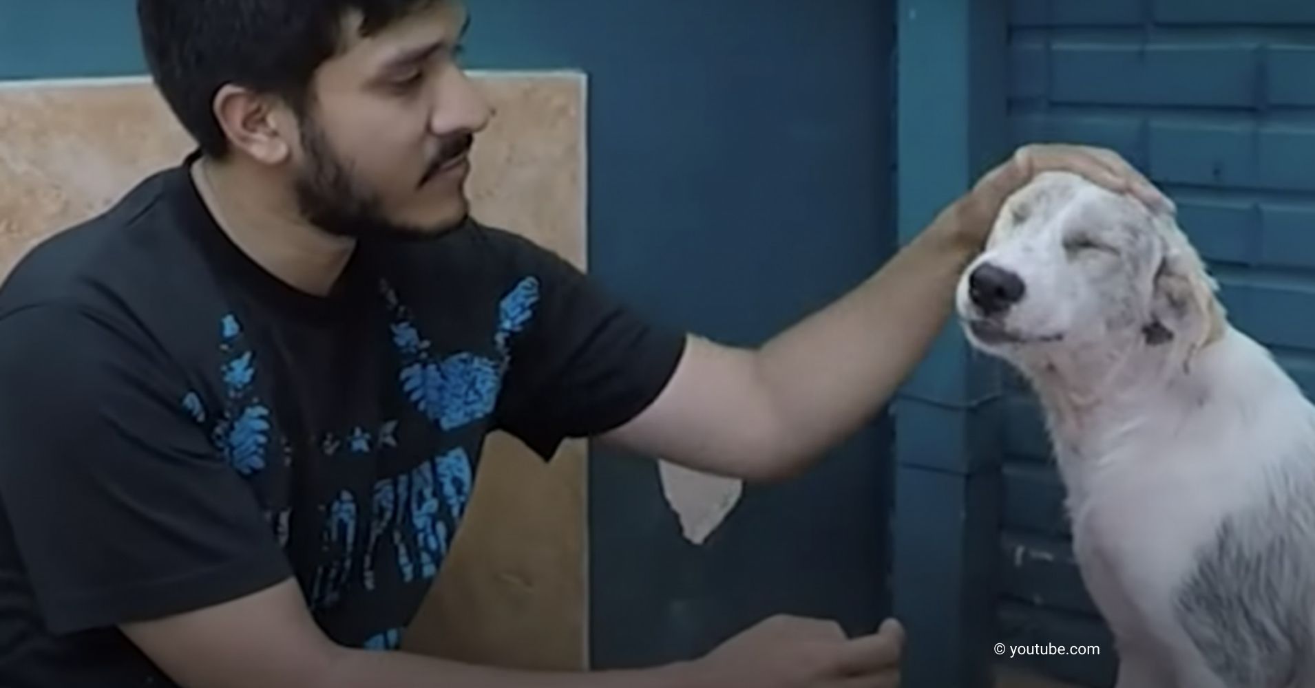 Starved Dog On His Own Island Saw Man On A Kayak, And Knew He Was His ...