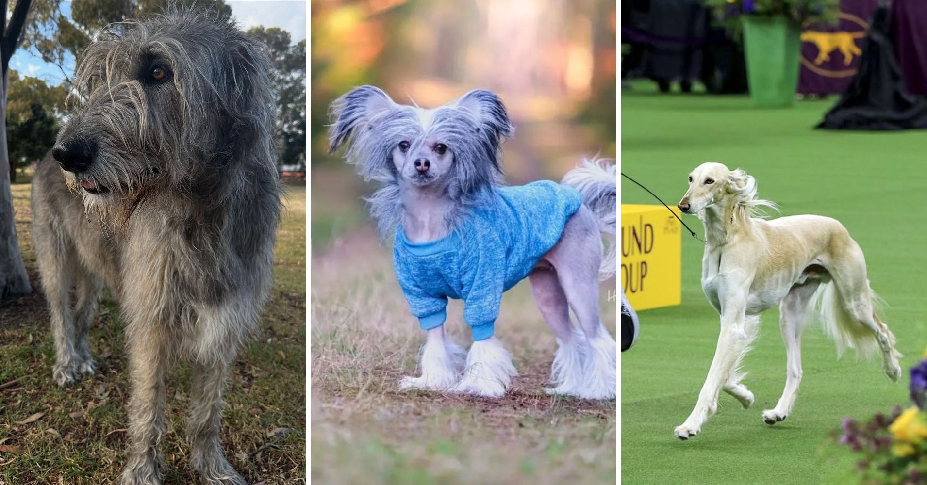 Top 13 Most Expensive Dog Breeds Worldwide - Epic dogs tales