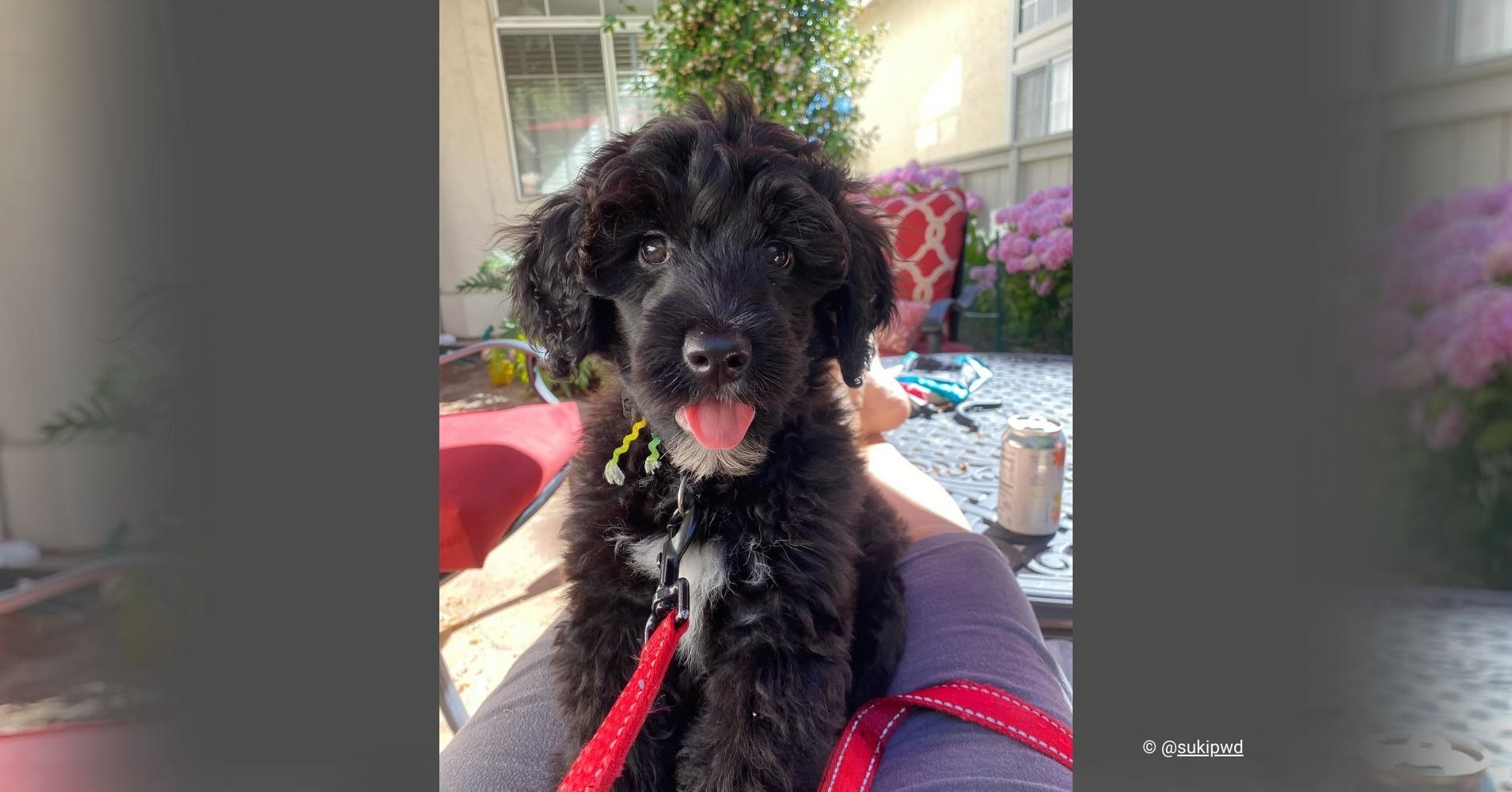 What Influences the Cost of a Portuguese Water Dog? - Epic dogs tales
