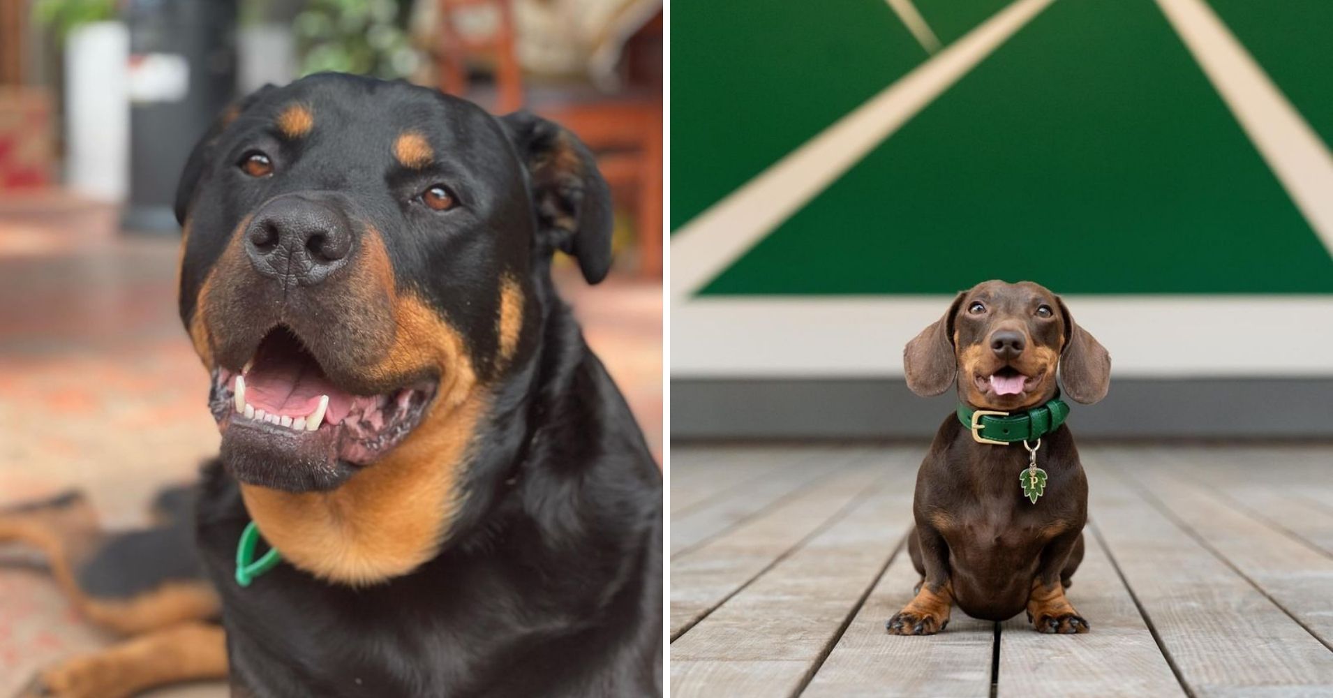10 Dog Breeds with Exceptional Memory (and 5 with Incredible Scenting ...
