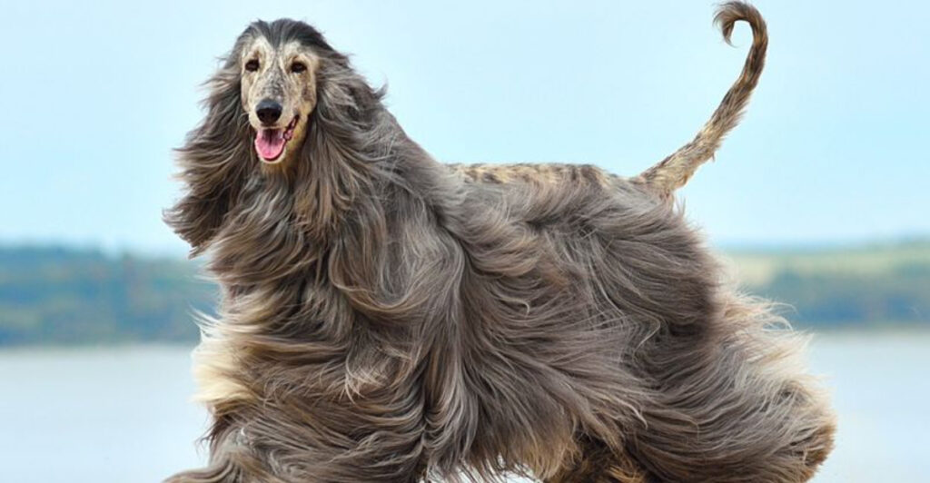 10 Most Expensive Dog Breeds to Buy and Why They Cost So Much - Epic ...