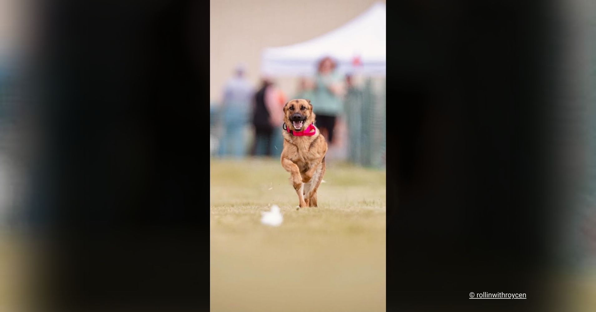 10 Simple Techniques to Stop a Charging Dog Safely - Epic dogs tales