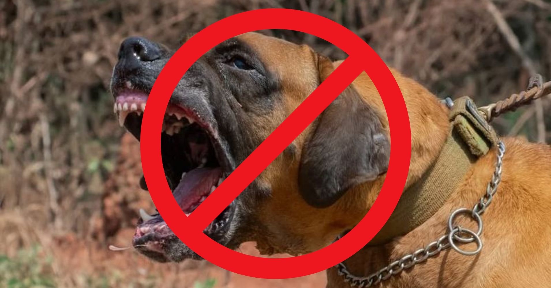 12 Dog Breeds Facing Bans Across America - Epic dogs tales