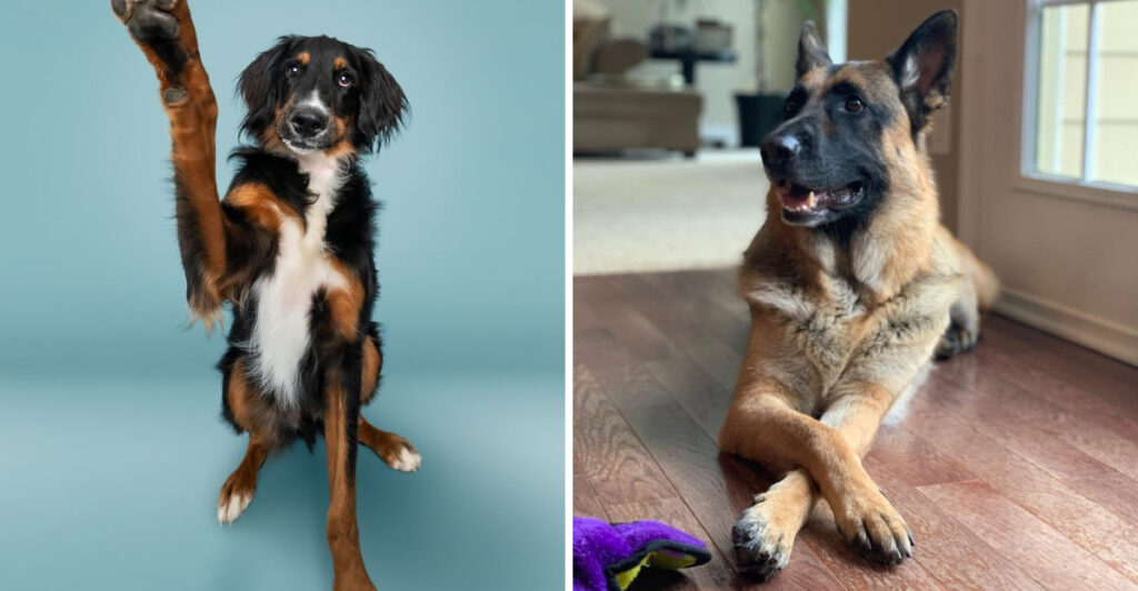 12 Fascinating Ways Dogs Interpret Our Movements and Body Language ...