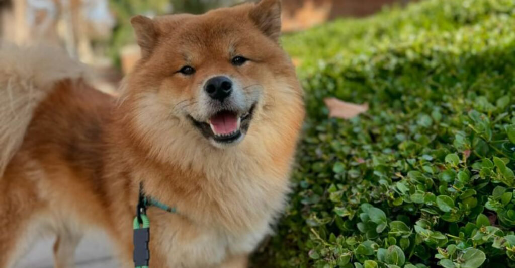 13 of the World's Coolest Dog Breeds and What Makes Them Unique - Epic ...