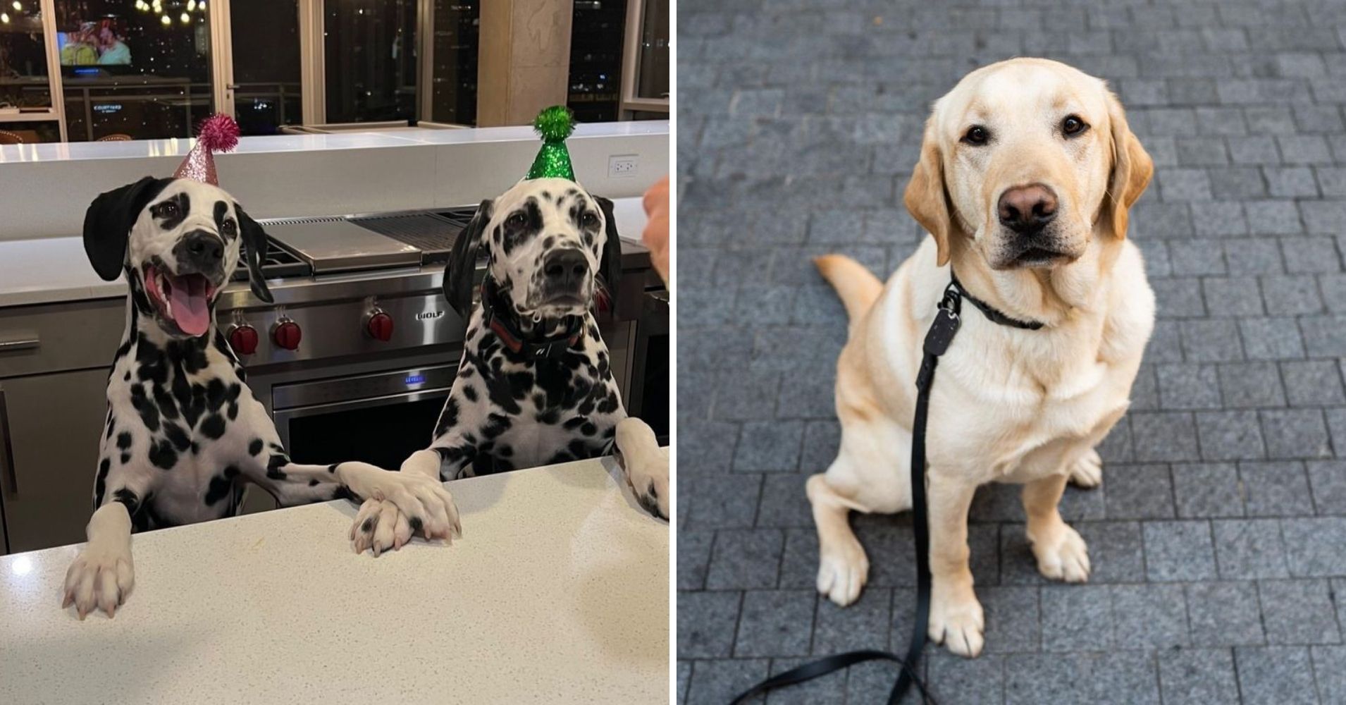 14 Incredible Ways Dogs Fill Our Lives with Daily Joy and Happiness ...