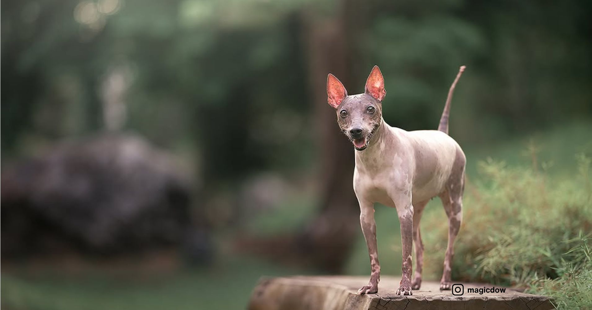 15 Hairless Dog Breeds That Prove Bald Is Beautiful - Epic dogs tales