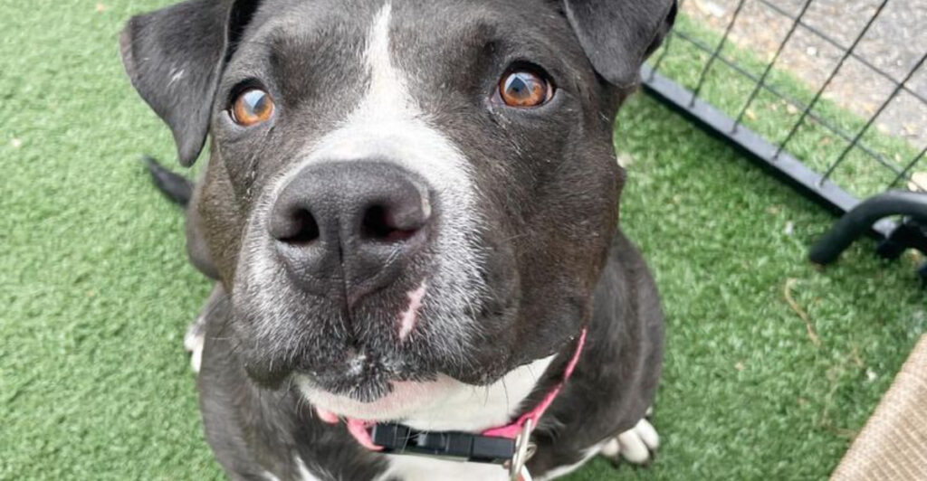 15 Reasons Why Some Dogs Struggle to Find Their Forever Home - Epic ...