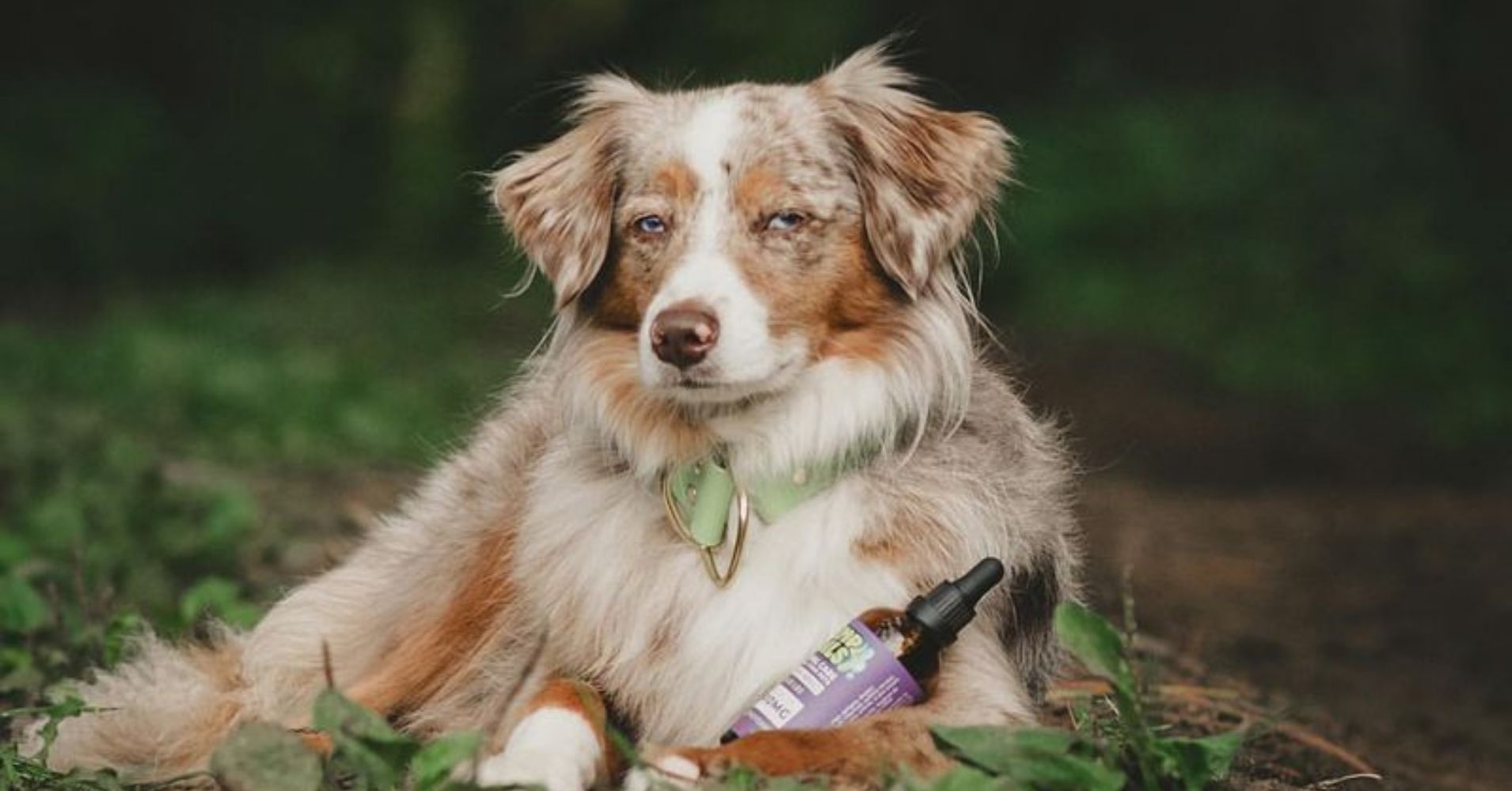 17 Dog Breeds Prone to Anxiety and How to Help Them - Epic dogs tales