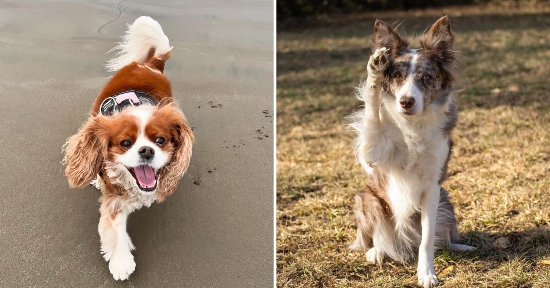 17 Top Therapeutic Dog Breeds That Bring Comfort and Healing - Epic ...