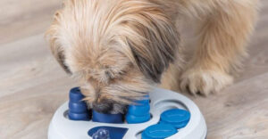 18 Best Dog Puzzle Toys to Keep Your Pup Mentally Stimulated and ...