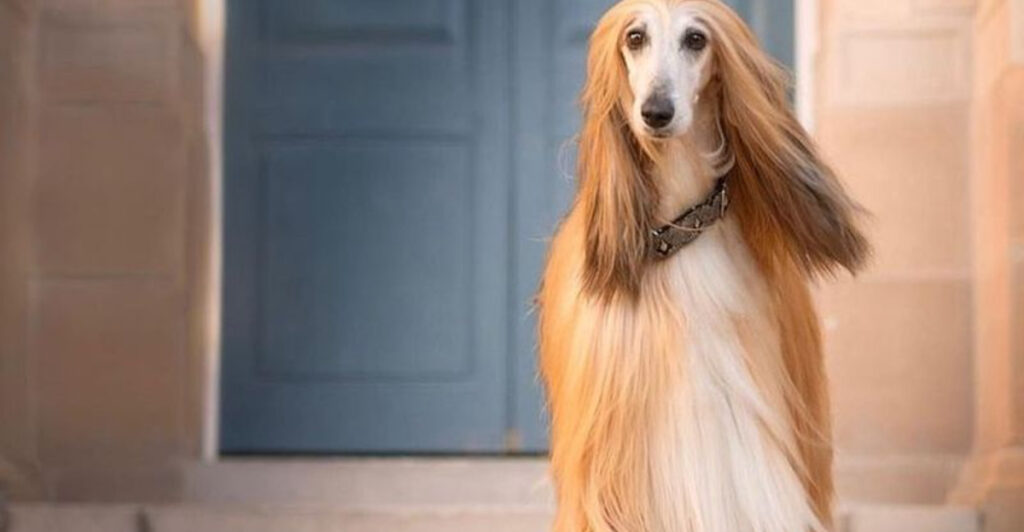 18 Enchanting Dog Breeds That Resemble Mythical Creatures - Epic dogs tales