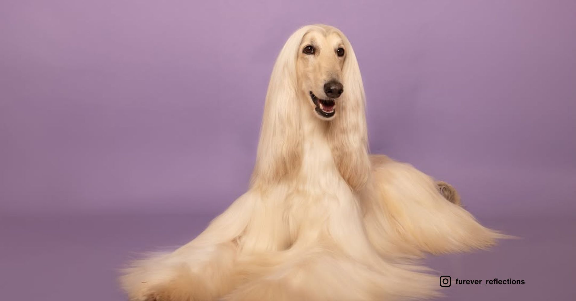 18 Enchanting Dog Breeds That Resemble Mythical Creatures - Epic dogs tales