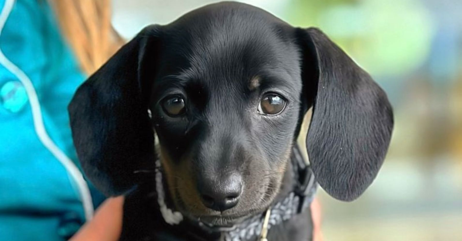 19 Dog Breeds Known for Their Captivating and Gentle Puppy Eyes - Epic ...