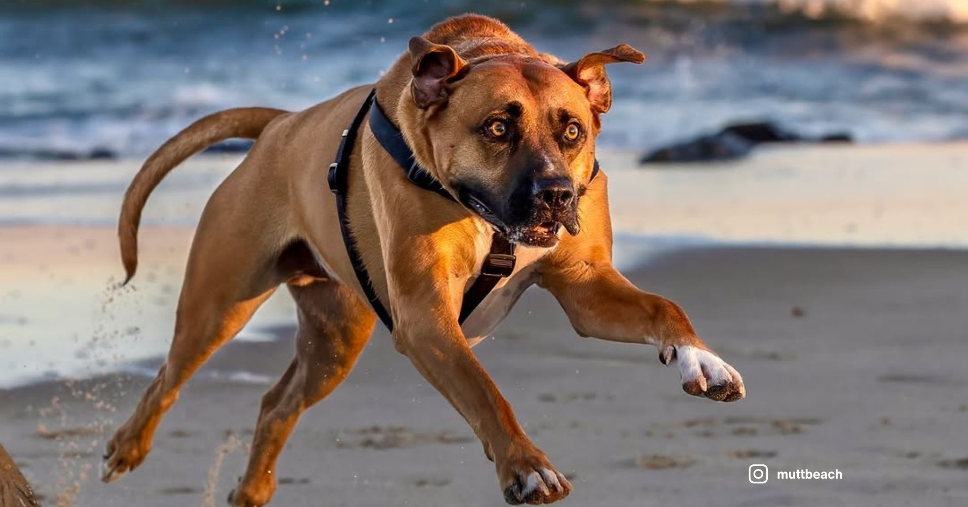 19 Dog Breeds Often Considered the Most Dangerous - Epic dogs tales